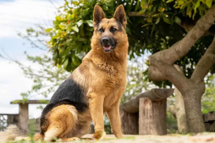 German Shepherd Dog Breed Guide – Petlifeexpert