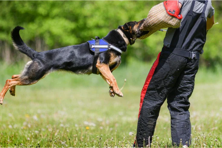 German Shepherd Dog Breed Guide – Petlifeexpert